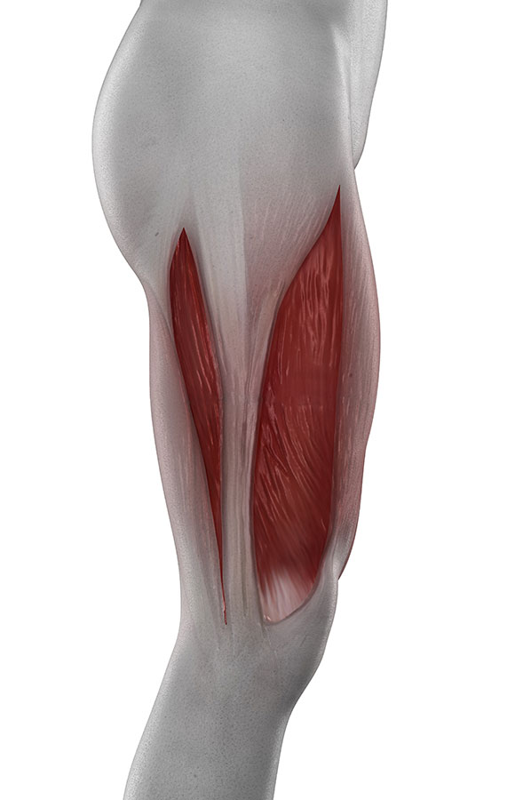 Quadriceps muscle strain or tear: Torn Quad muscle in Thigh