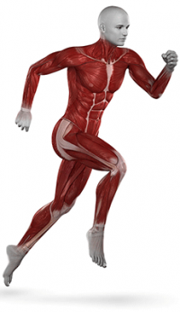 Muscle spasm or cramps: Types, Causes, Treatment - Physio Pretoria