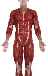 Torn Muscle, Muscle tear & Strain: Tests & Treatment - Physio Pretoria