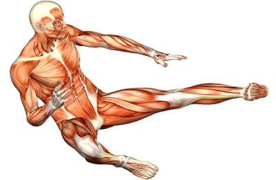 Torn Muscle, Muscle tear & Strain: Tests & Treatment - Physio Pretoria