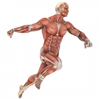 Torn Muscle, Muscle tear & Strain: Tests & Treatment - Physio Pretoria